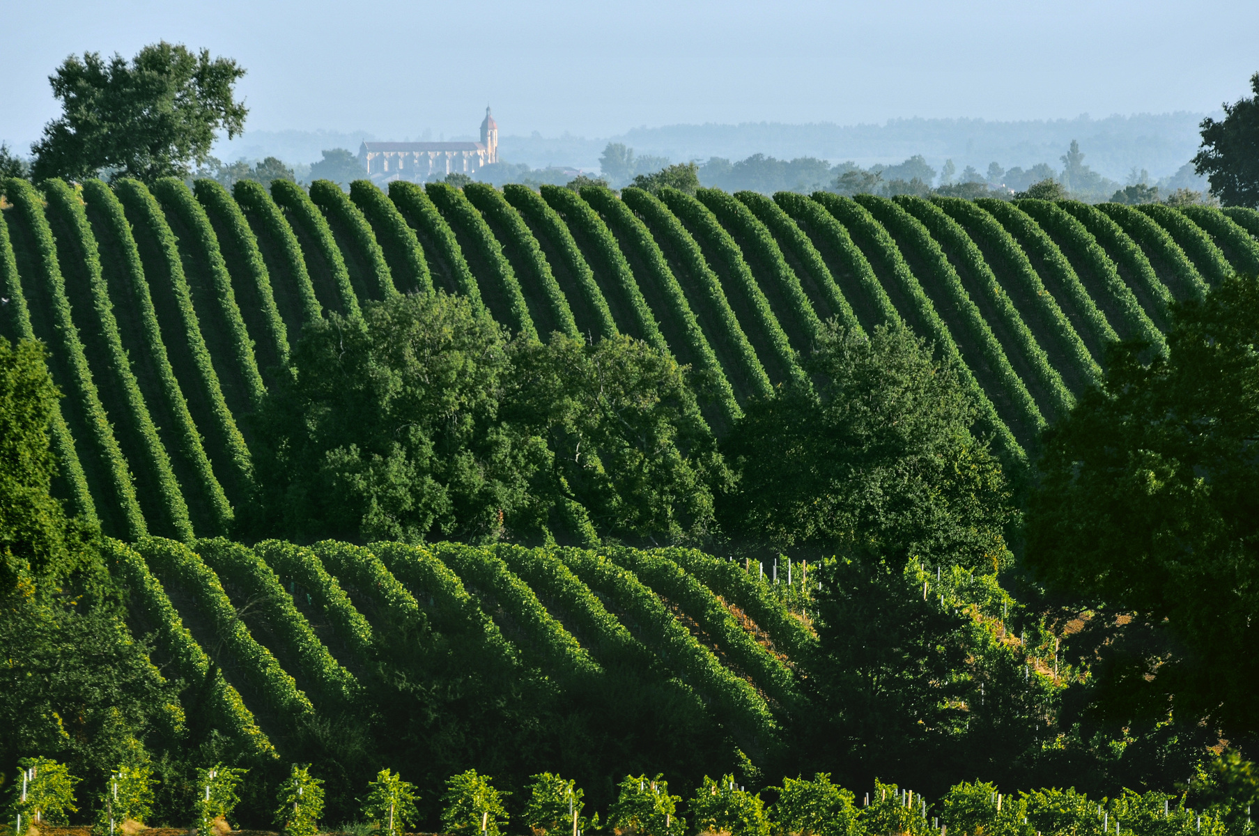 Un terroir privilégié, les Côtes de Gascogne - Vins côtes de Gascogne